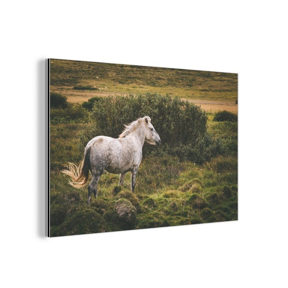 Muchowow Metallbild Pferd Weiß Island 1 St Wandbild
