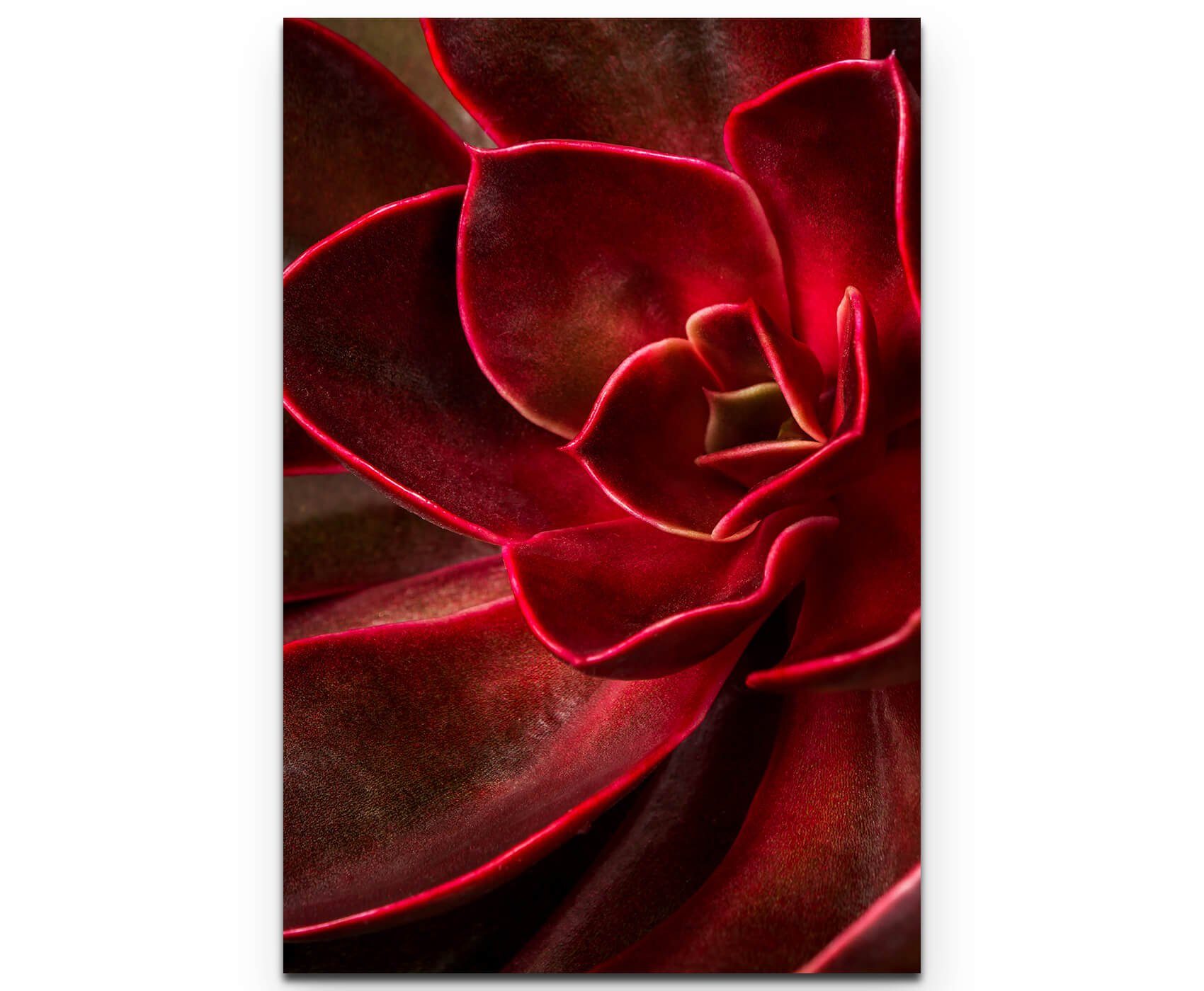 Sinus Art Leinwandbild Nahaufnahme Roter Kaktus Leinwandbild