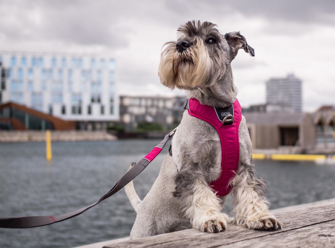 Dog Copenhagen Hunde-Geschirr DOG Copenhagen Comfort Walk Pro ...