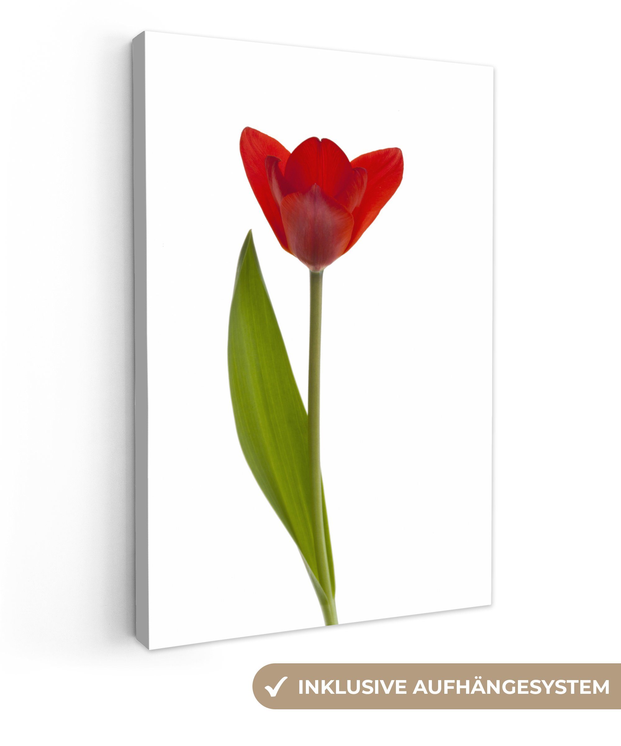 Onemillioncanvasses® Leinwandbild Rote Tulpe Vor Weißem Hintergrund