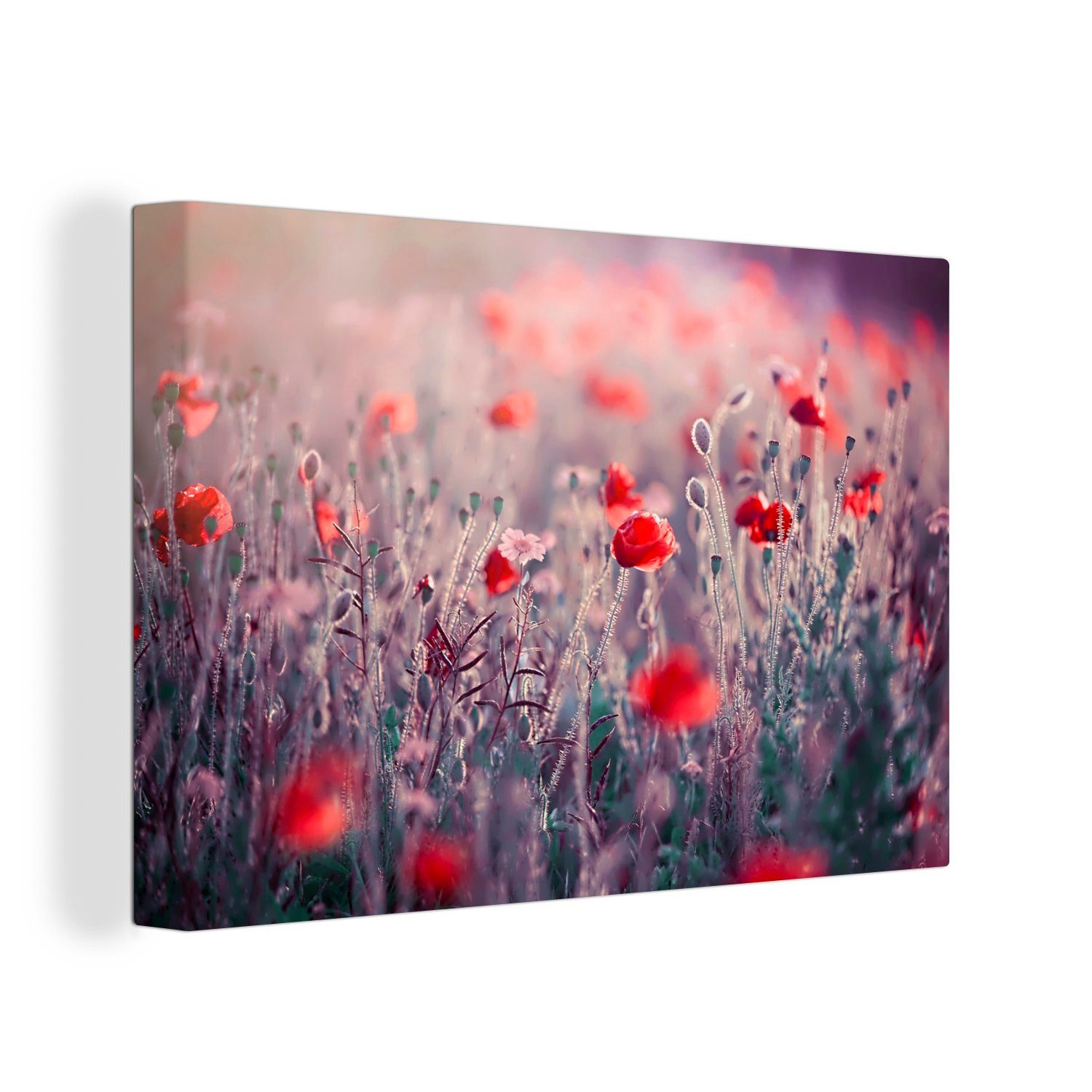OneMillionCanvasses® Leinwandbild Rote Mohnblumen im Feld, Fotodruck (1 St), Leinwand Bilder ...