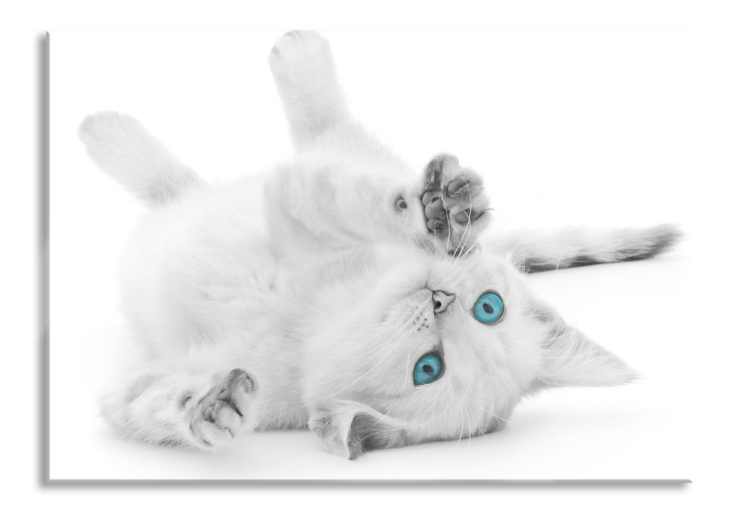 Pixxprint Glasbild Katze Mit Augen Katze Mit Augen 1 St Glasbild