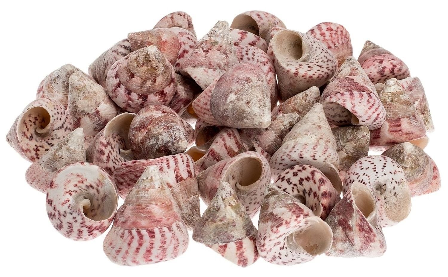 Nadeco Bastelnaturmaterial Troca Maculata In Rot Packung Mit Ca 1kg