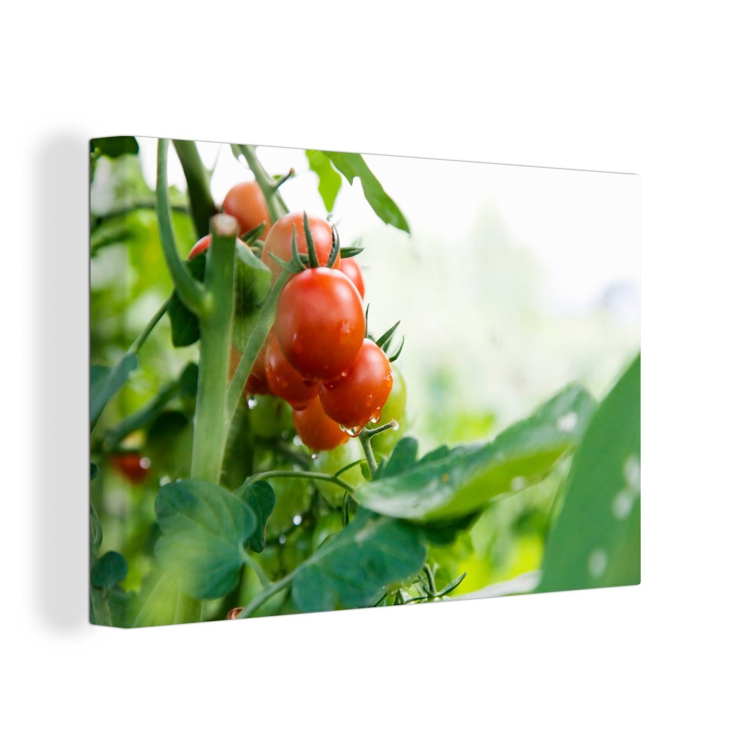 Onemillioncanvasses® Leinwandbild Reife Tomaten Auf Einem Zweig Mit