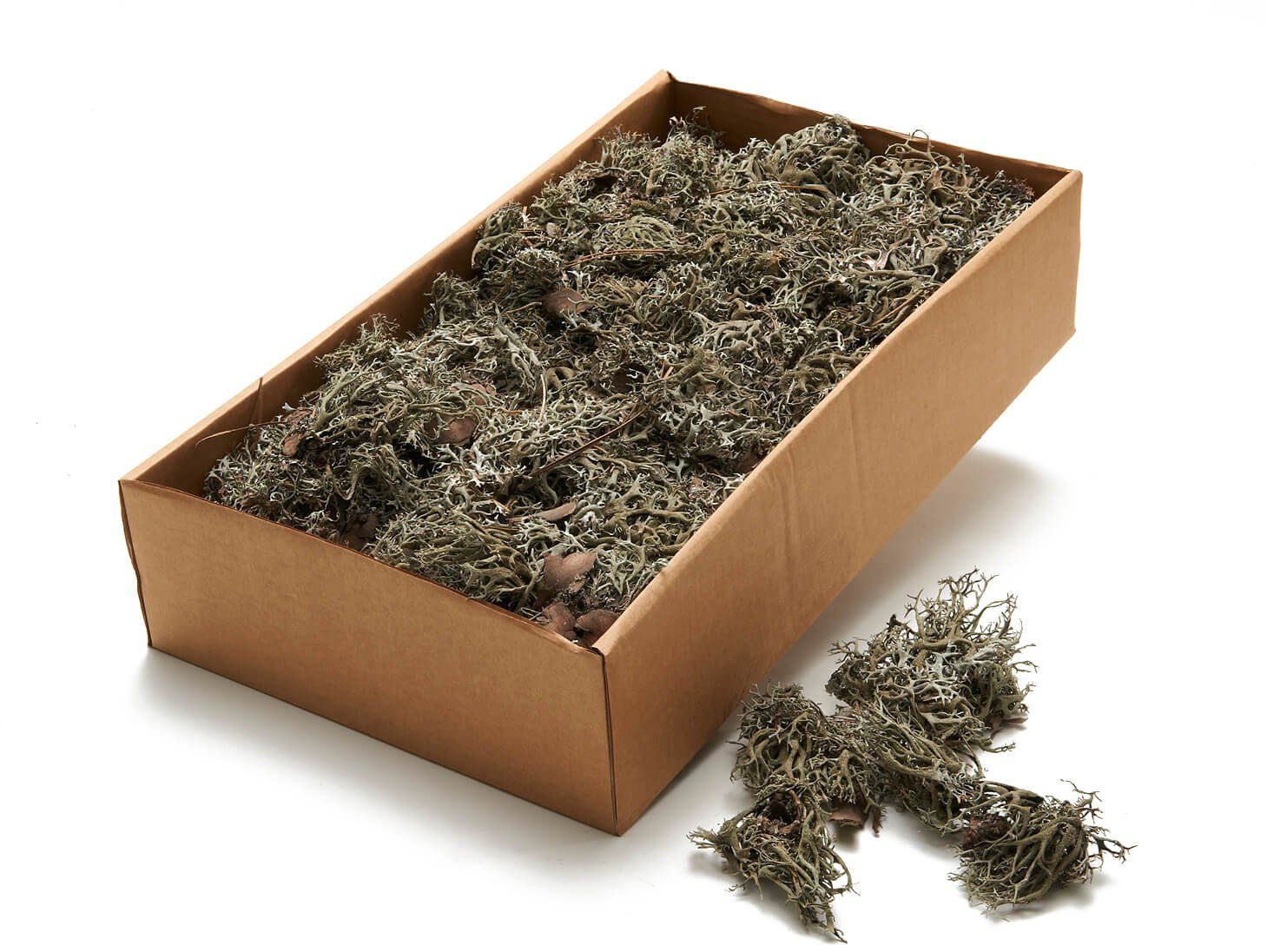 Nadeco Bastelnaturmaterial Moos Natur Grau Verpackt Im Sichtkarton Mit