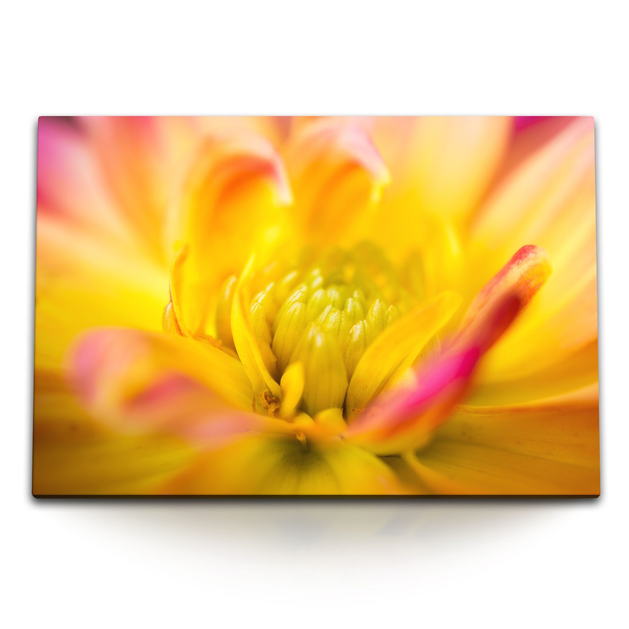 Sinus Art Leinwandbild 120x80cm Wandbild Auf Leinwand Makrofotografie