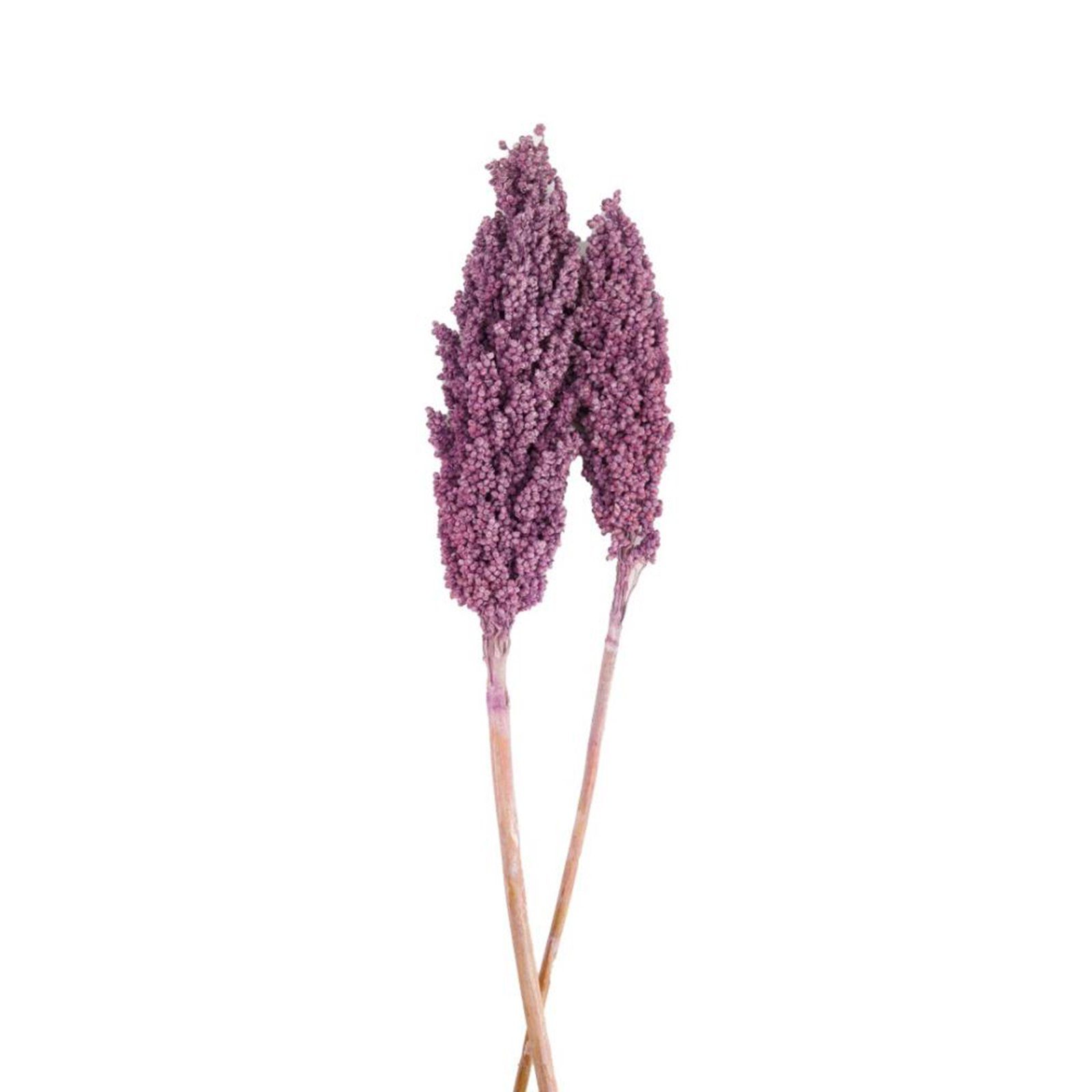 Lila Trockenblumen online kaufen » Lila Pampasgras | OTTO