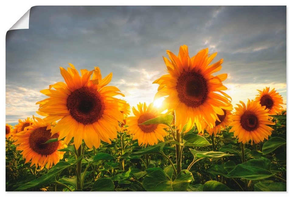 Artland Wandbild »Sonnenblumen II«, Blumen (1 St) | OTTO Artland Wandbild »Sonnenblumen II«, Blumen (1 St) | OTTO