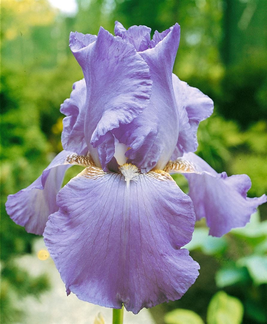 Pflanzen für Dich Staude Iris barb. Lovely Again, 1 St., Bart-Iris