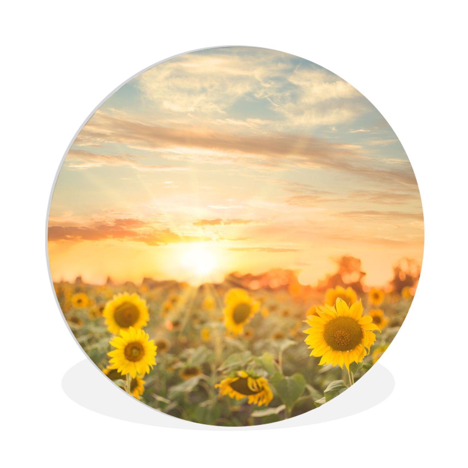 Muchowow Gemälde Sonnenblume Sonne Blumen Fotodruck 1 St Kreis