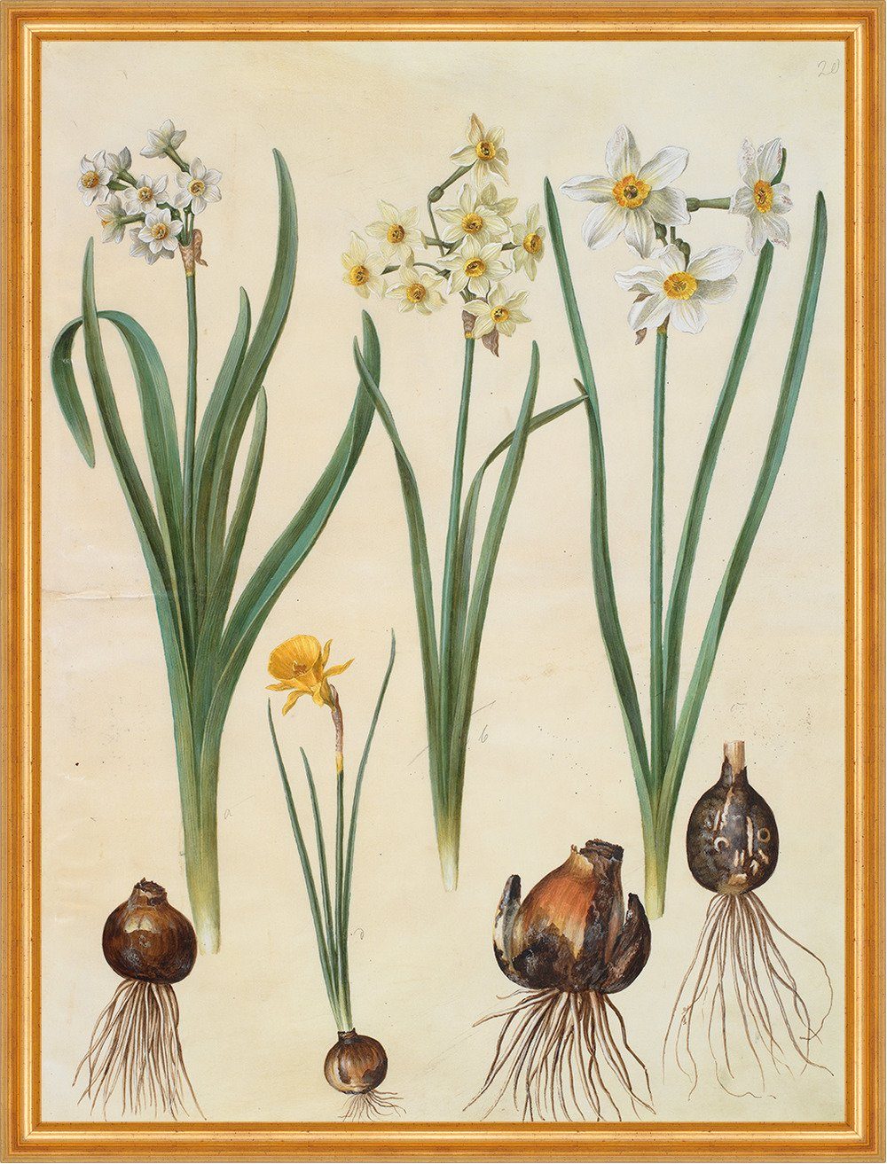 Kunstdruck Narcissus tazetta, Narcissus orientalis Holtzbecher Narzissen Blumen B, (1 St)