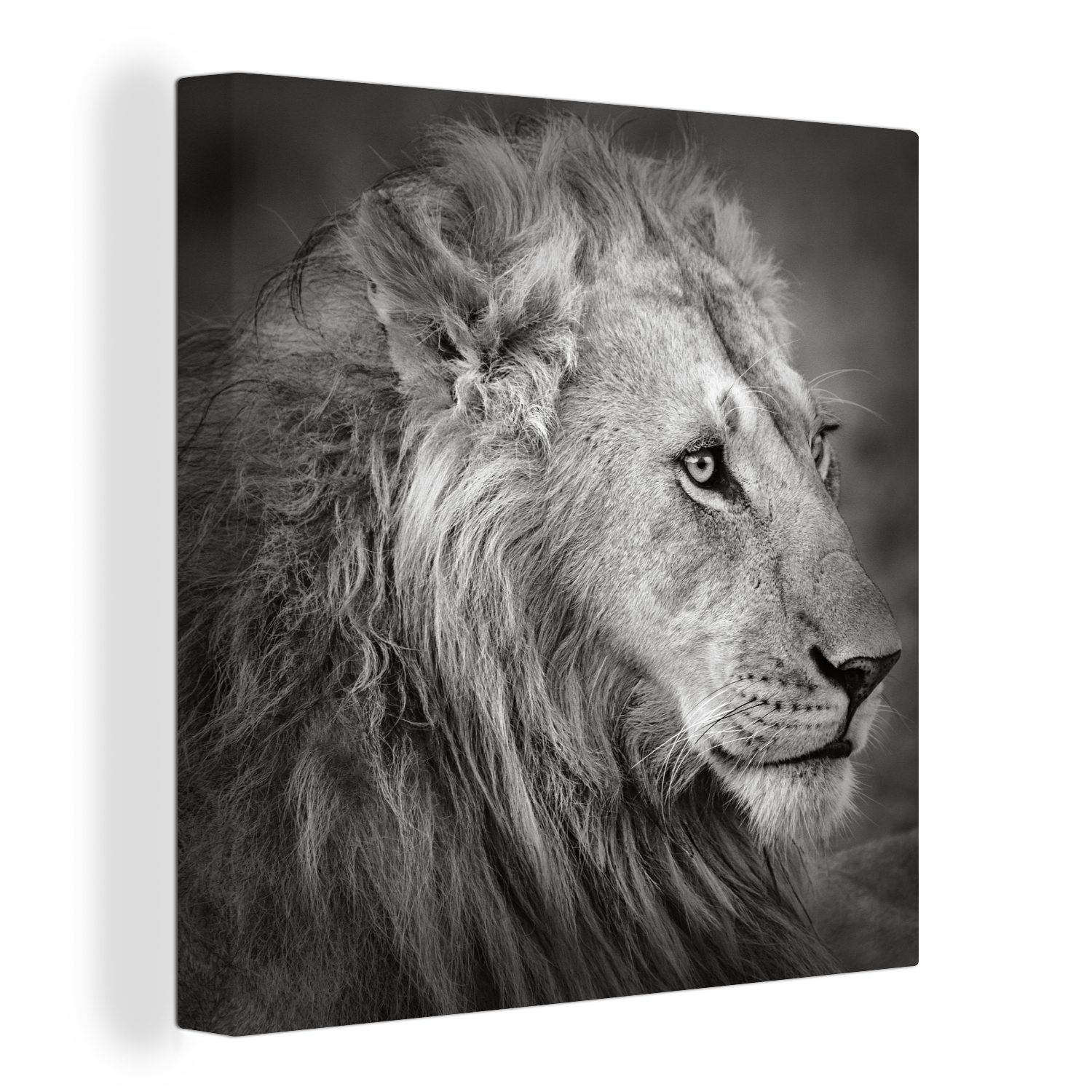 Onemillioncanvasses® Leinwandbild Löwe Tiere Porträt 1 St