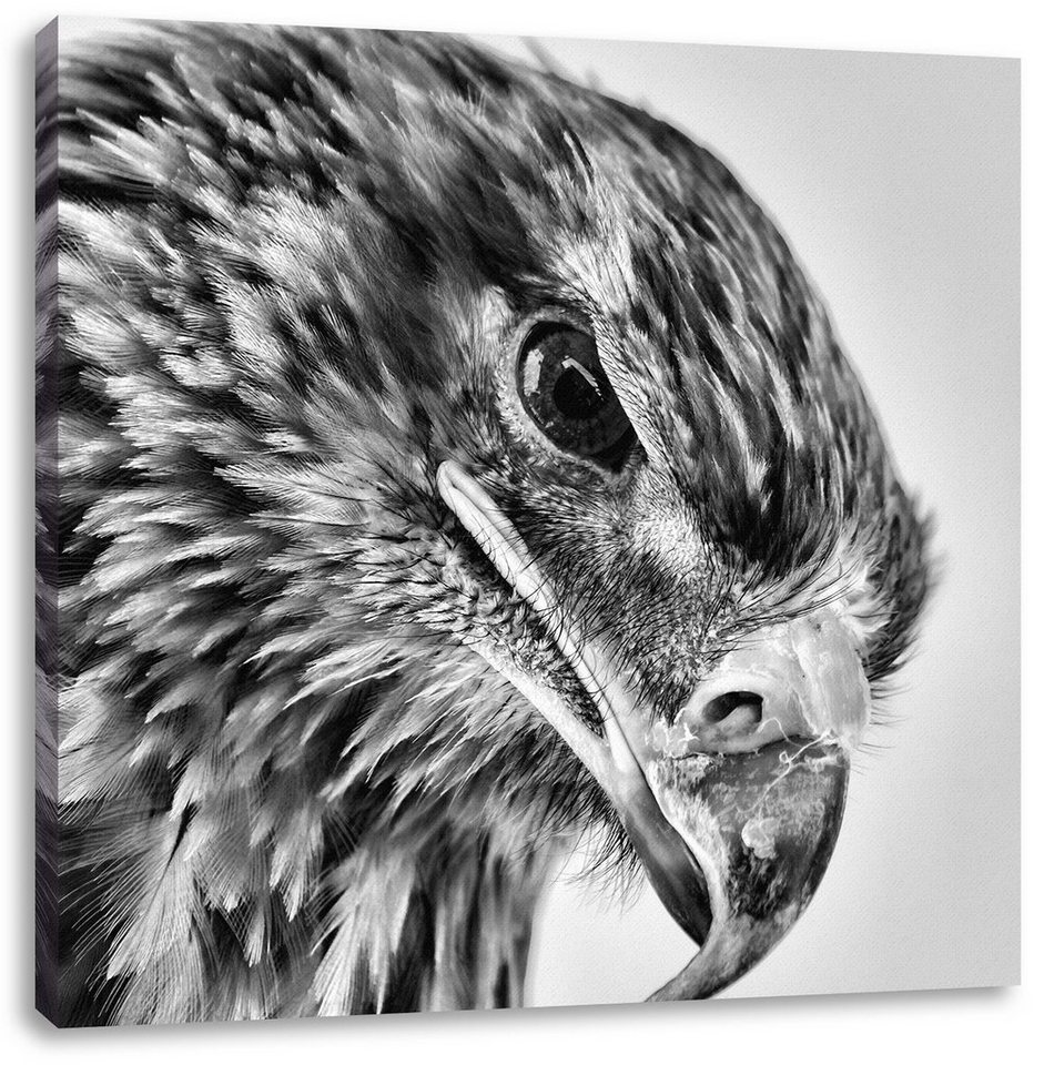 Pixxprint Leinwandbild Adler Porträt Adler Porträt 1 St