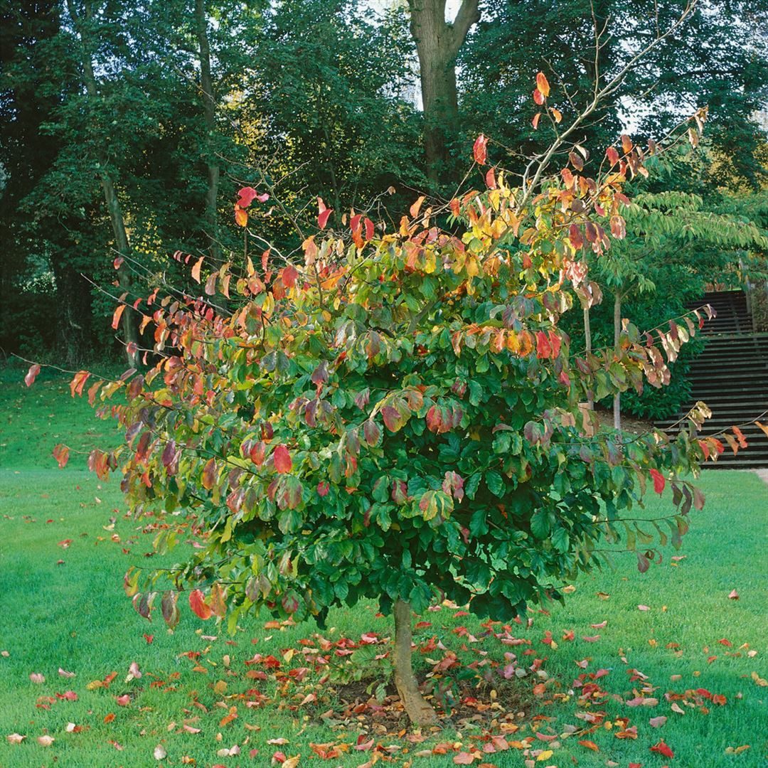 Pflanzen für Dich Baum Parrotia persica, 1 St., Eisenholzbaum ...