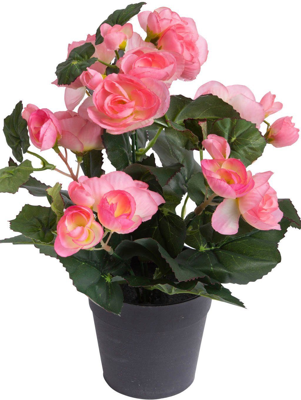 Kunstblume Begonienbusch Mit 7 Stielen Botanic Haus Höhe 26 Cm Im