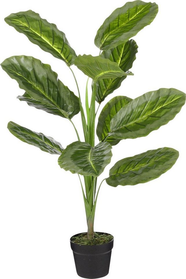 Kunstpflanze Mica Kunstpflanze Calathea Im Topf Grün 90 X 60 Cm Mica