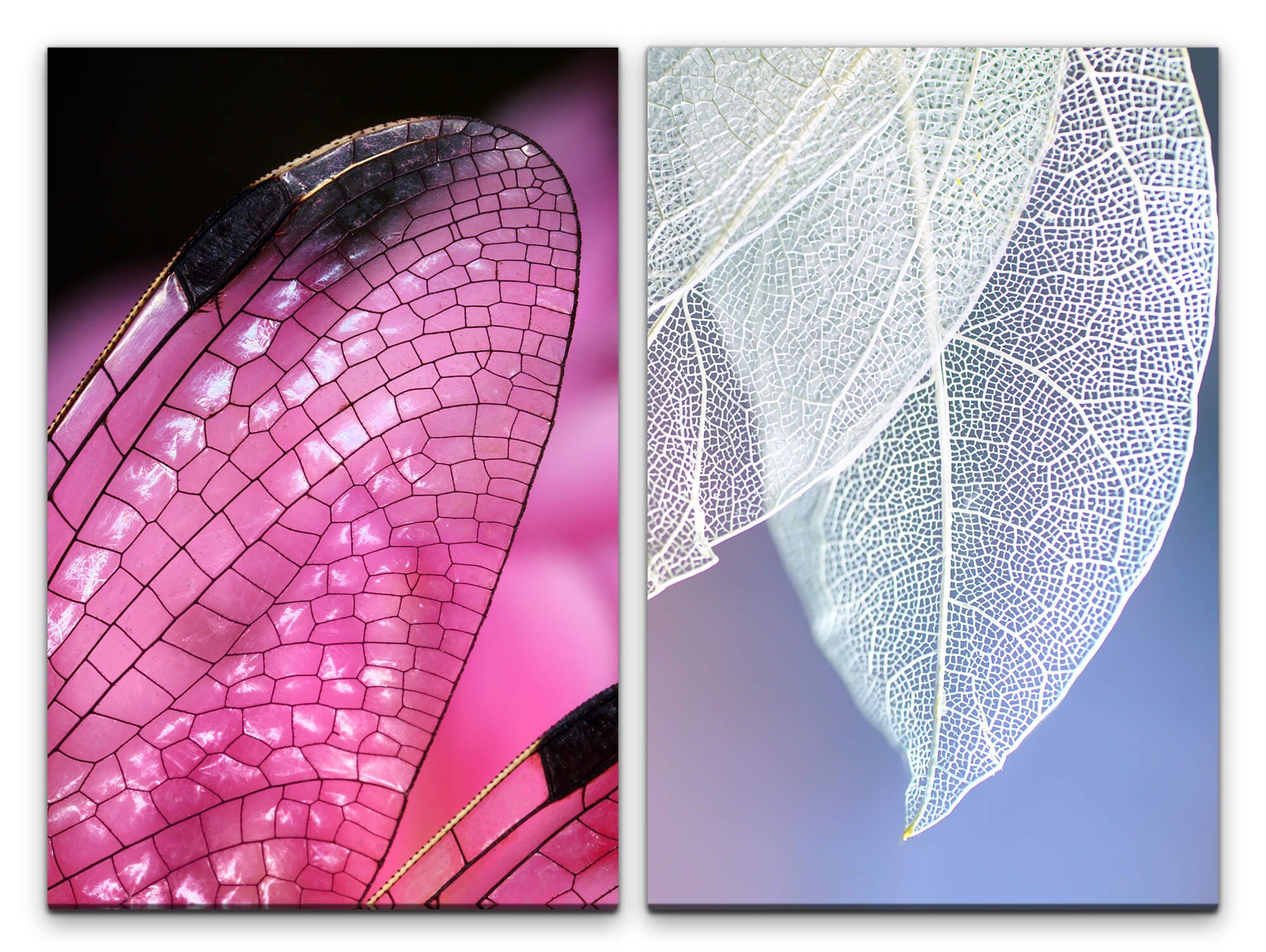 Sinus Art Leinwandbild 2 Bilder Je 60x90cm Libelle Flügel Weißes Blatt