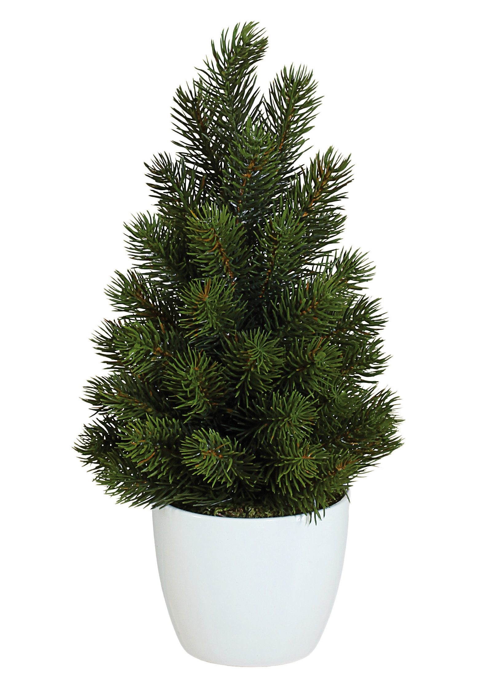 Wunderbar Mini Tannenbaum Echt Obi Fotos