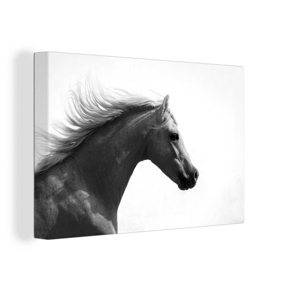 Onemillioncanvasses® Leinwandbild Pferd Licht Luft 1 St
