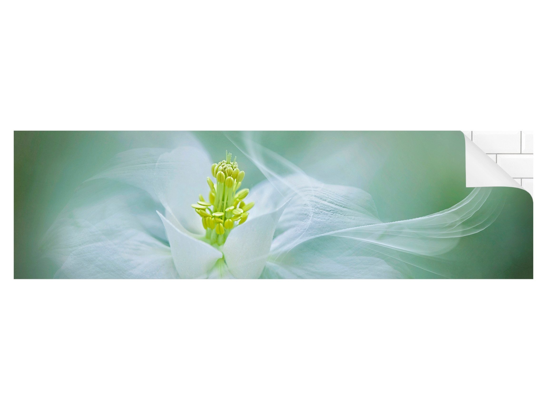 Bilderdepot24 Küchenrückwand Grün Dekor Blumen Wandpaneel Weiße Akelei