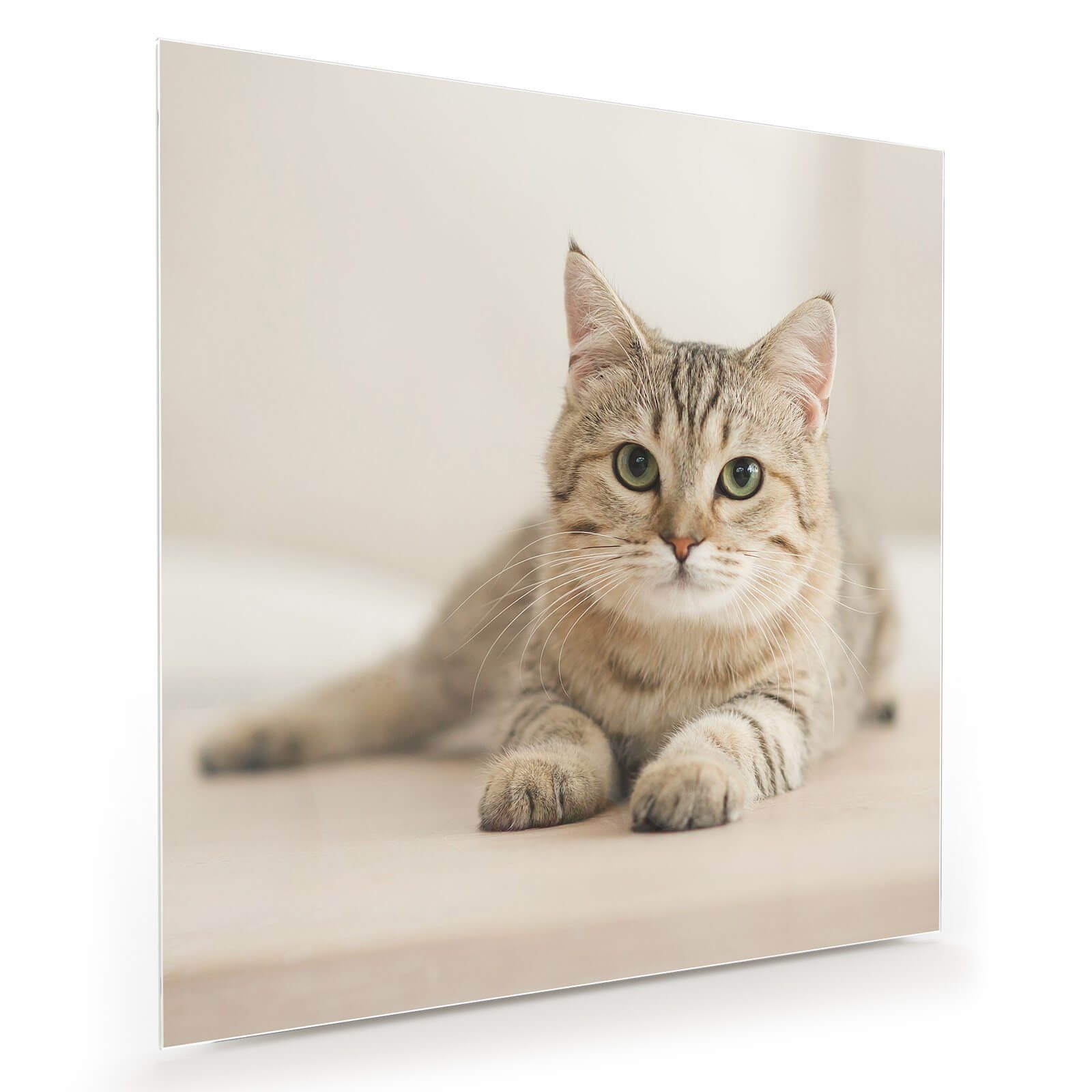 Primedeco Glasbild Wandbild Quadratisch Katze Liegend Mit Aufhängung Tiere