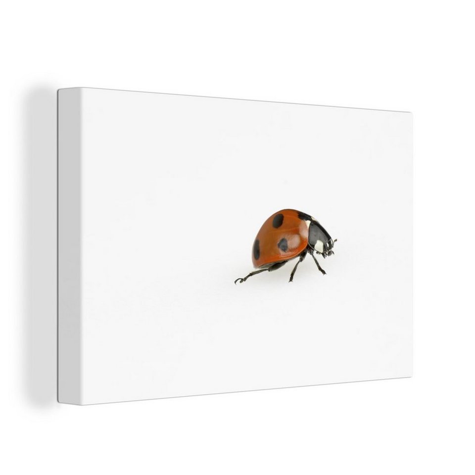 Onemillioncanvasses® Leinwandbild Marienkäfer In Bewegung 1 St