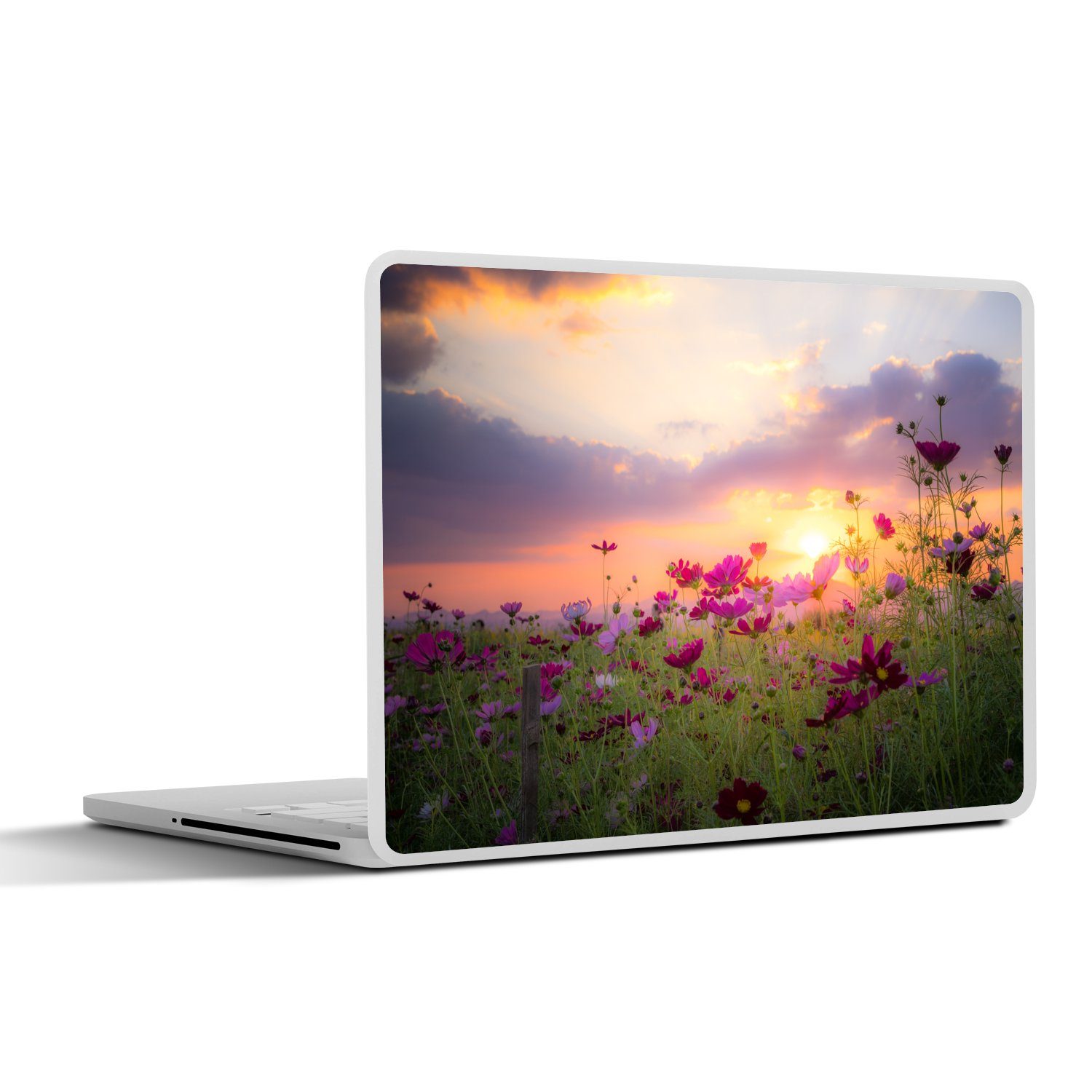 Muchowow Wandsticker Blumen Rosa Sonnenuntergang Natur Wiese