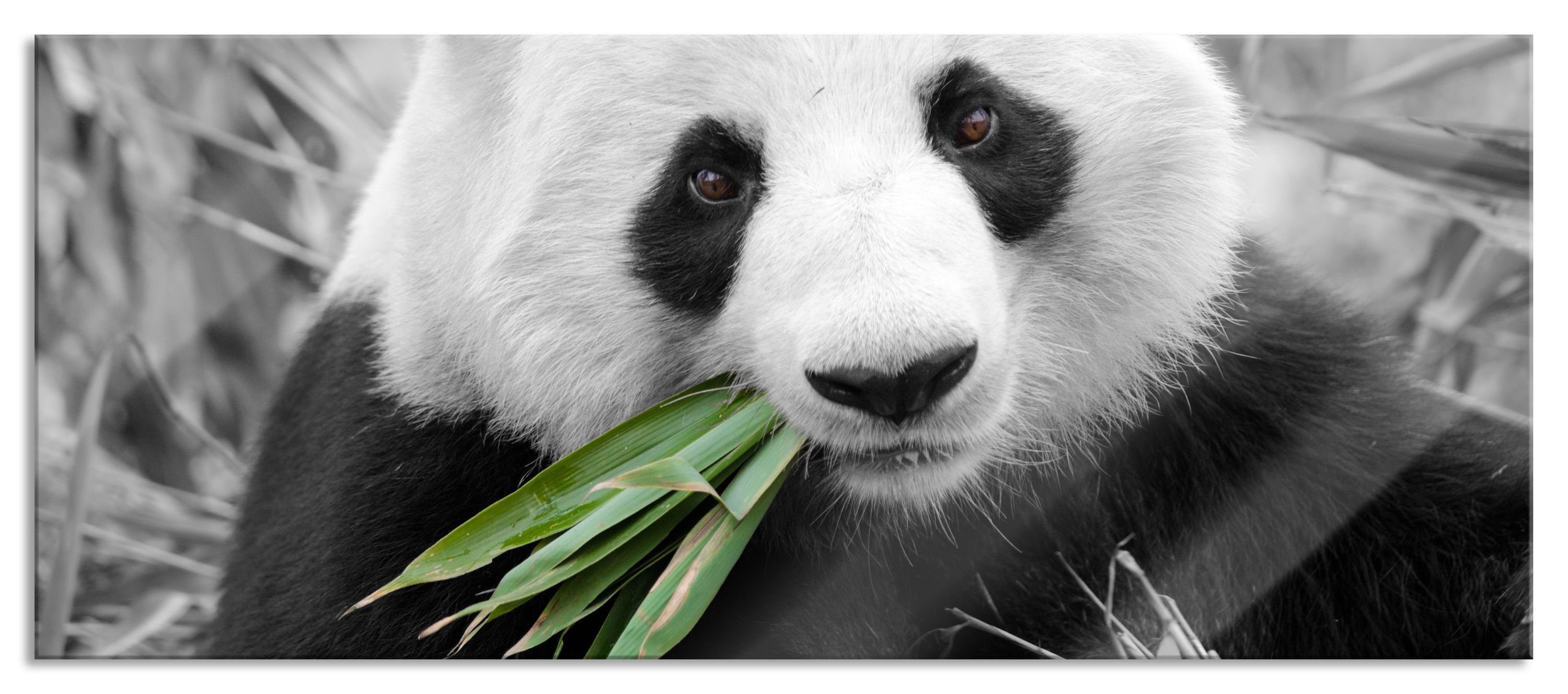 Pixxprint Glasbild Kuscheliger Panda Frisst Bambus Kuscheliger Panda