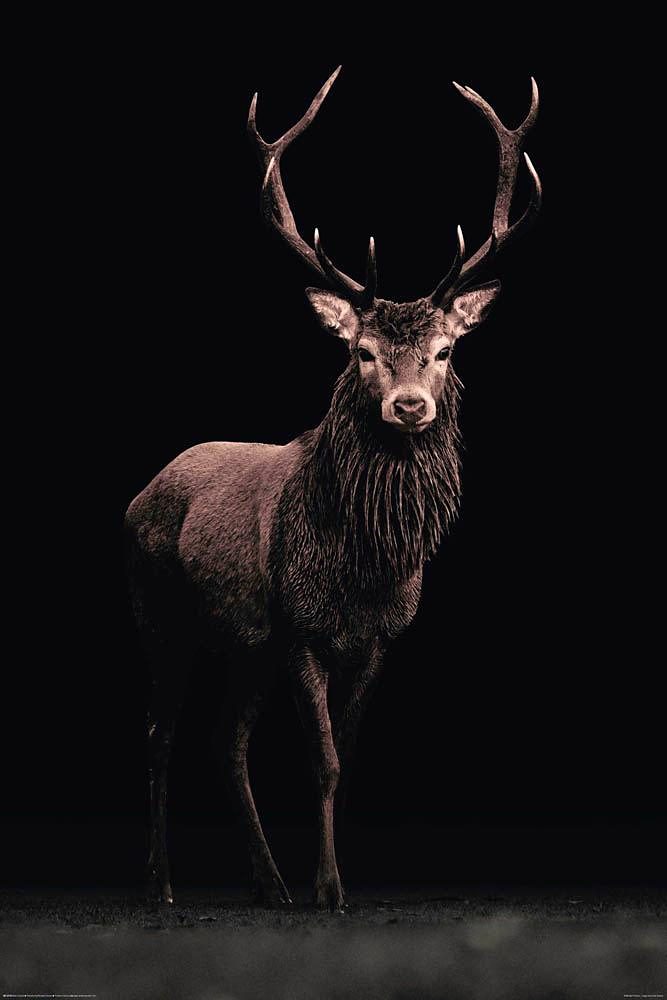 Home affaire Deco-Panel »Hirsch«, 60/90 cm kaufen | OTTO