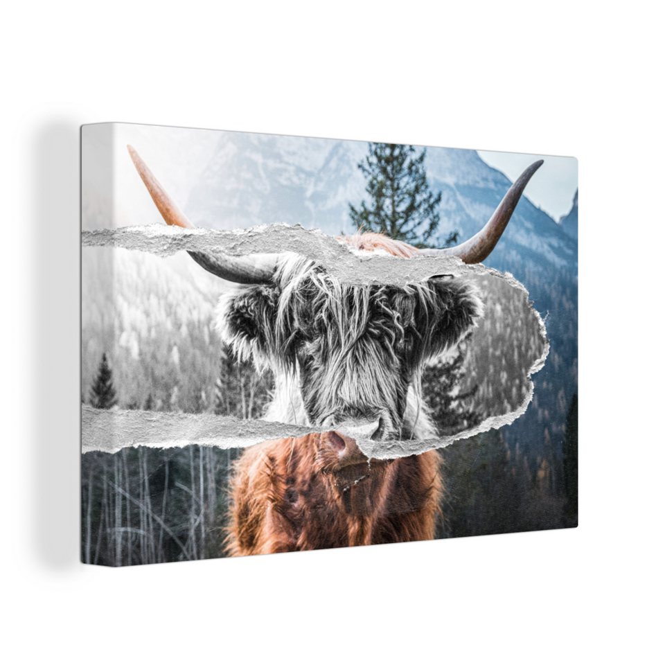 Onemillioncanvasses® Leinwandbild Schottischer Highlander Kuh
