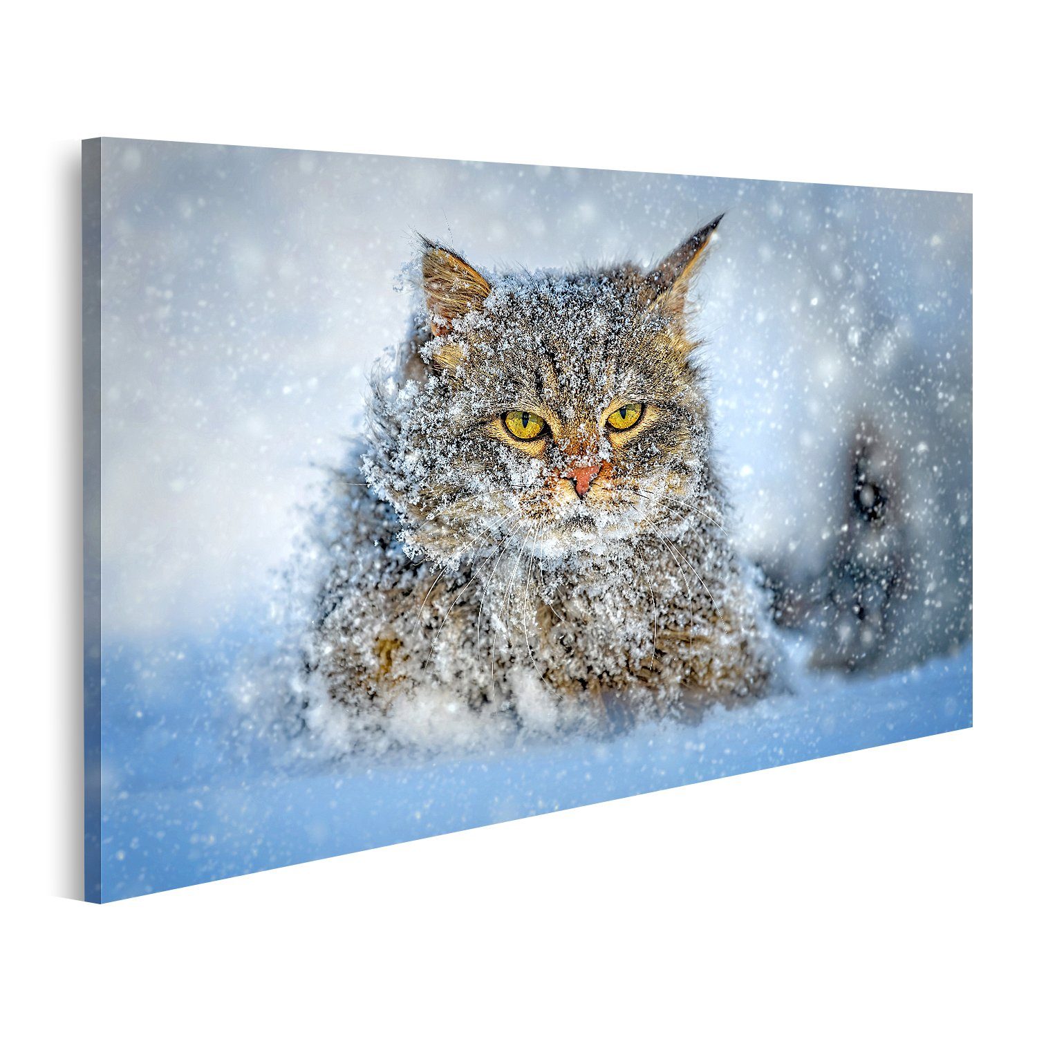 islandburner Leinwandbild Bild auf Leinwand Katze Spaziert Im Schnee Winter Bedeckt Wandbild ...