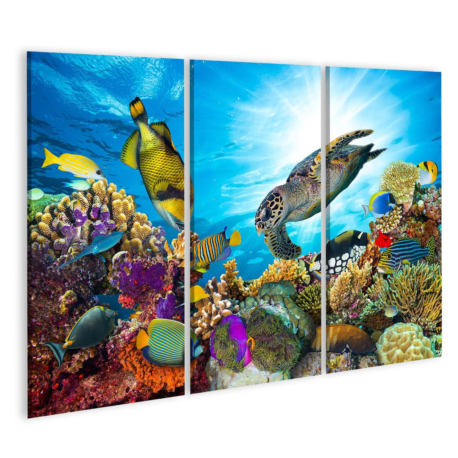 Islandburner Leinwandbild Bild Auf Leinwand Buntes Korallenriff Viele