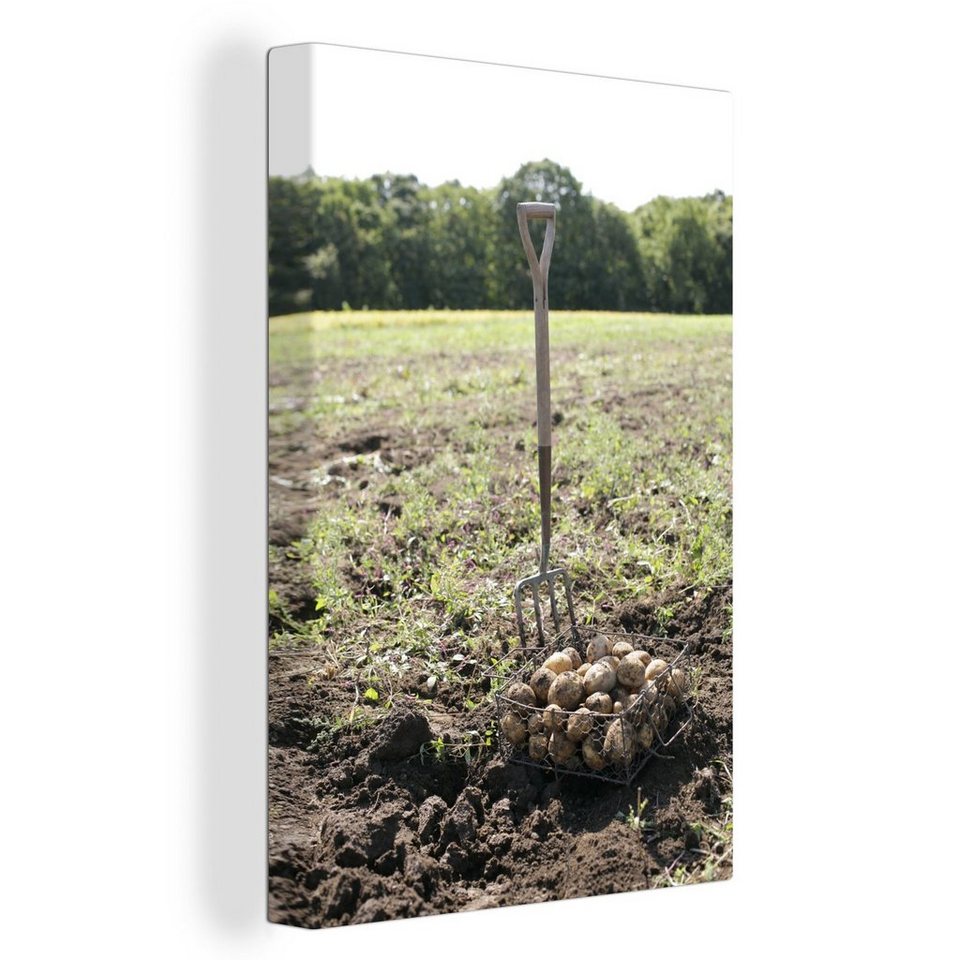 Onemillioncanvasses® Leinwandbild Eine Mistgabel Bei Der Kartoffelernte