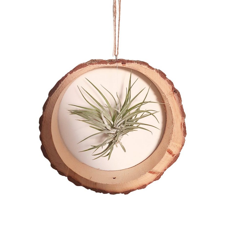 Meinvipshop Hängedekoration Holz Loop Mit Tillandsie Oxana 1 St