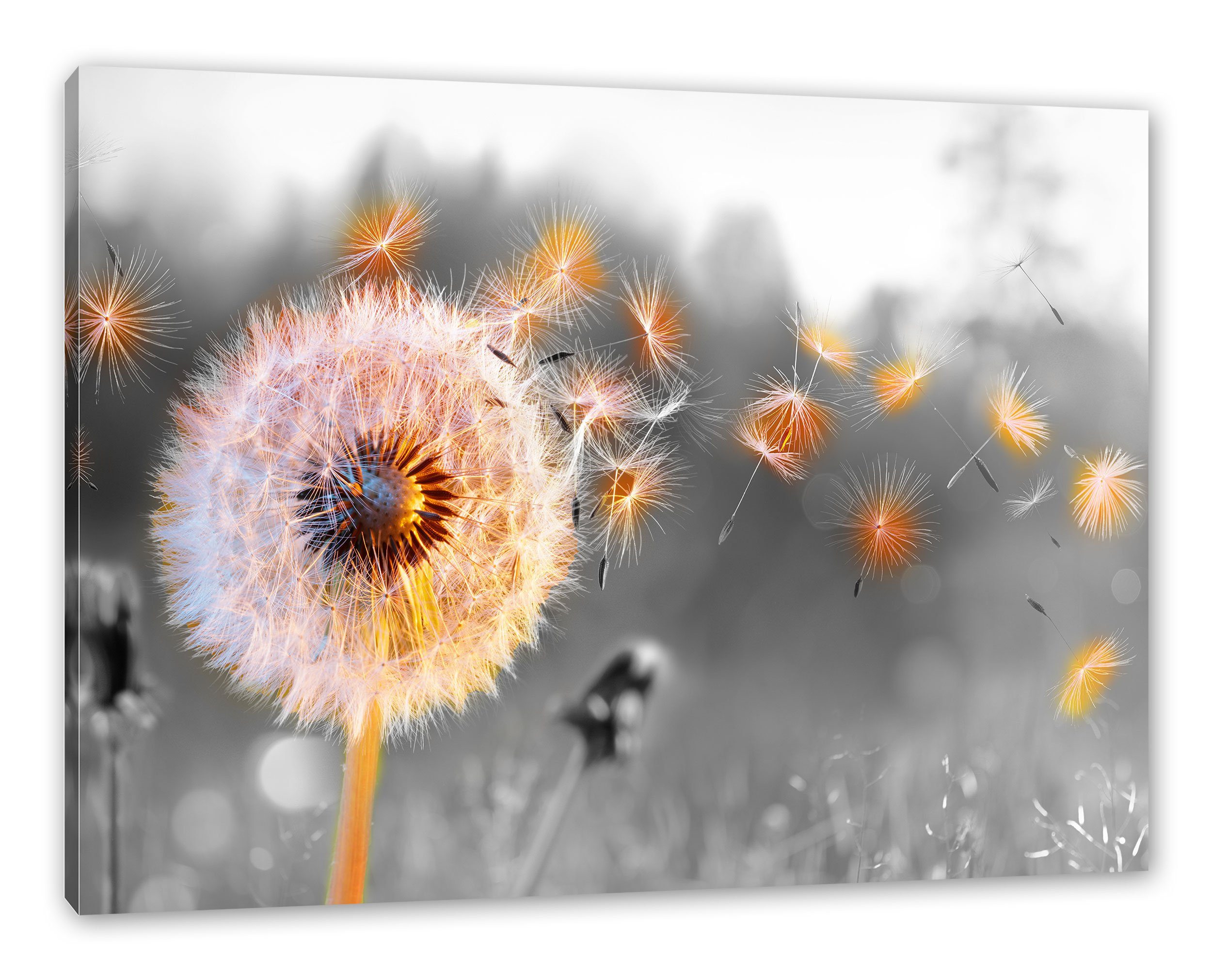 Pusteblume Leinwandbilder online kaufen | OTTO