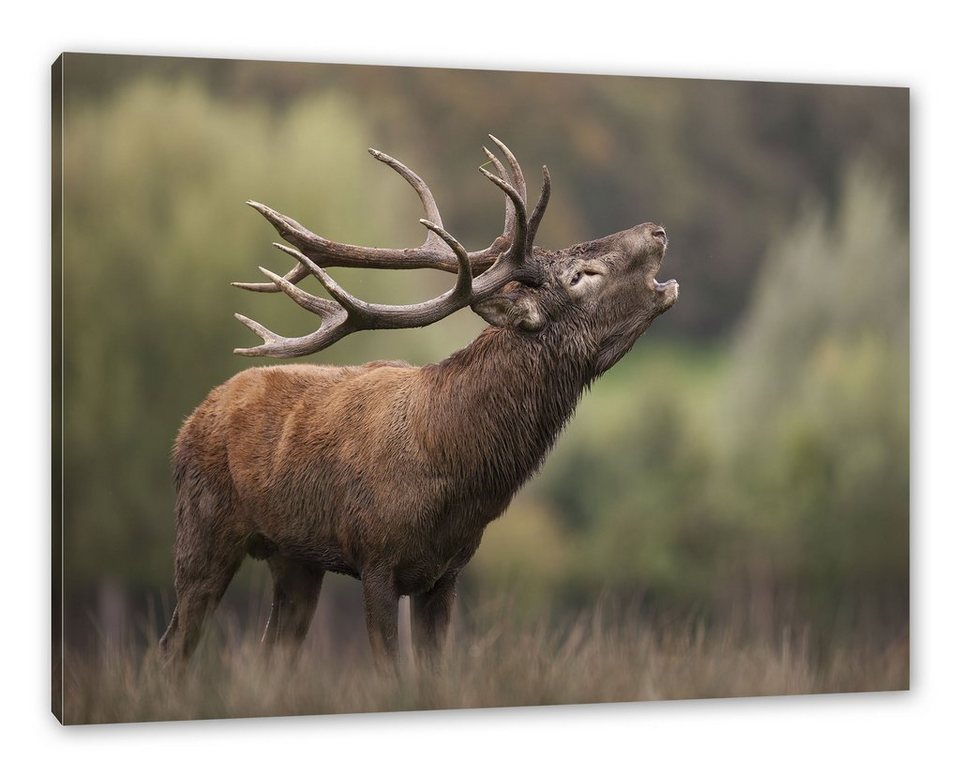 Pixxprint Leinwandbild Röhrender Hirsch Mit Mächtigem Geweih Röhrender