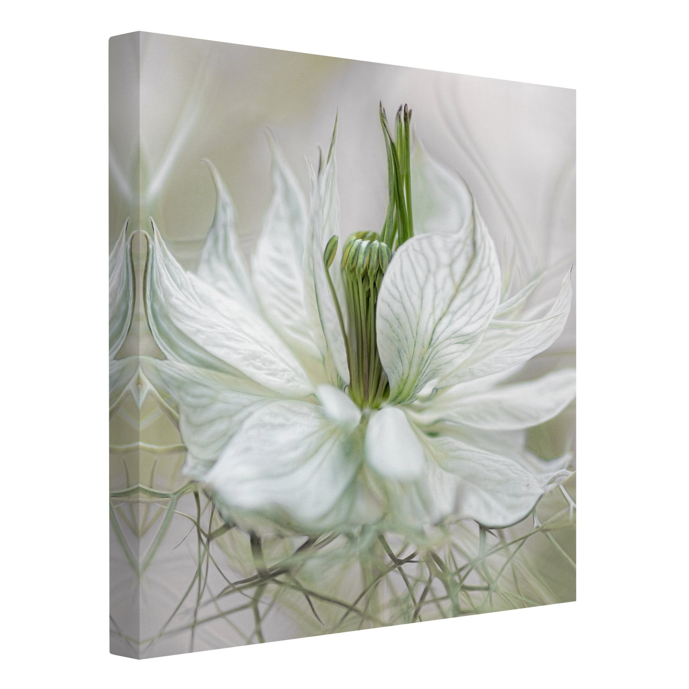 Bilderdepot24 Leinwandbild Blumen Modern floral Natur Weiße Nigella weiss Bild auf Leinwand XXL ...