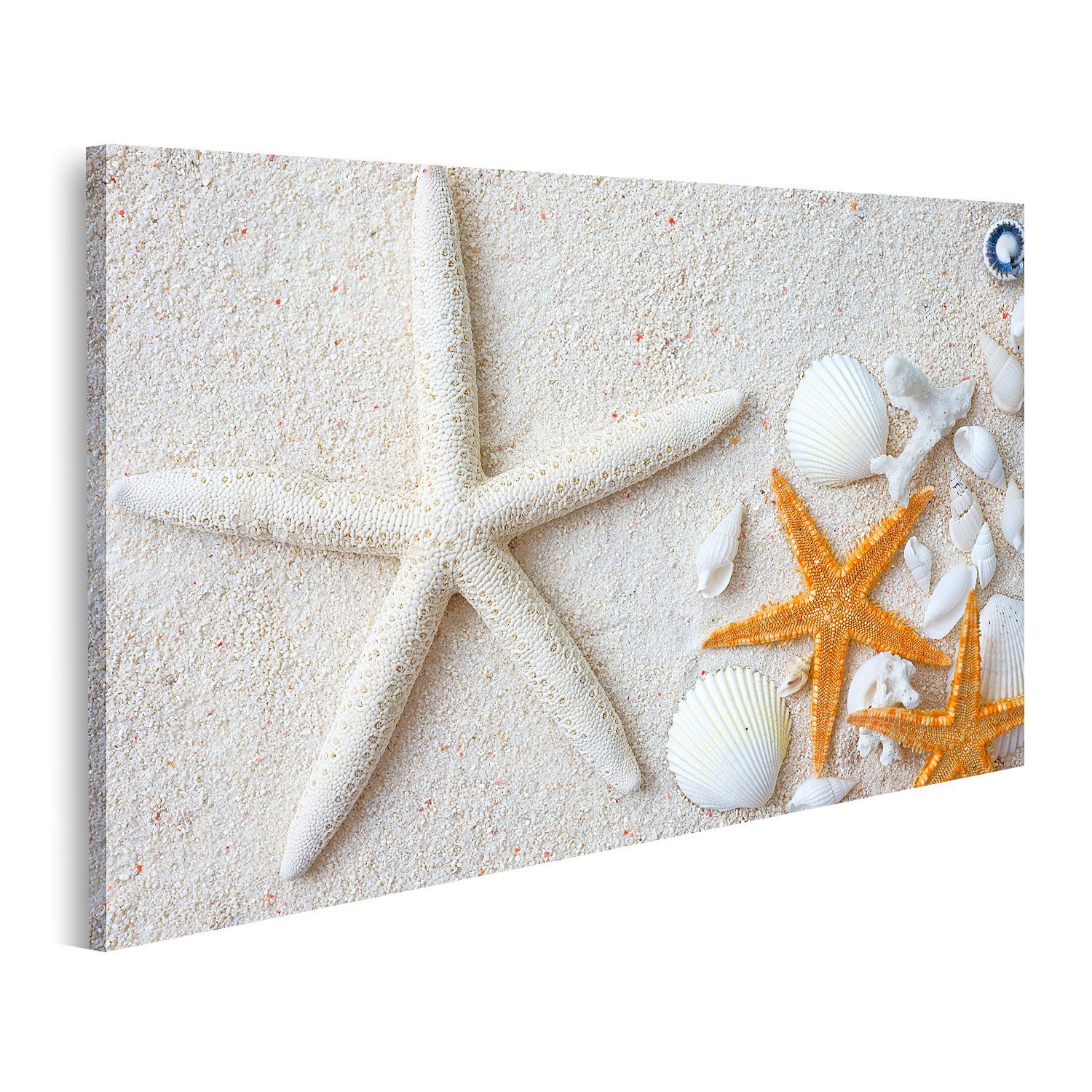 islandburner Leinwandbild Bild auf Leinwand Strand Mit Vielen Muscheln Und Seesterne Macro Mit E