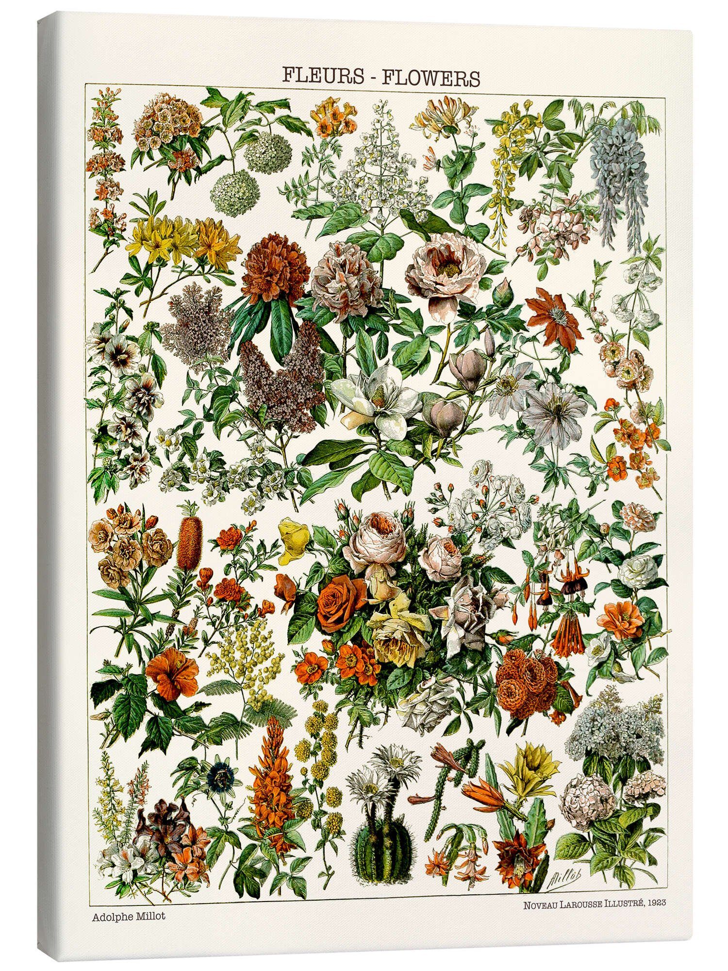 Posterlounge Leinwandbild Adolphe Millot Blühende Pflanzen 1923