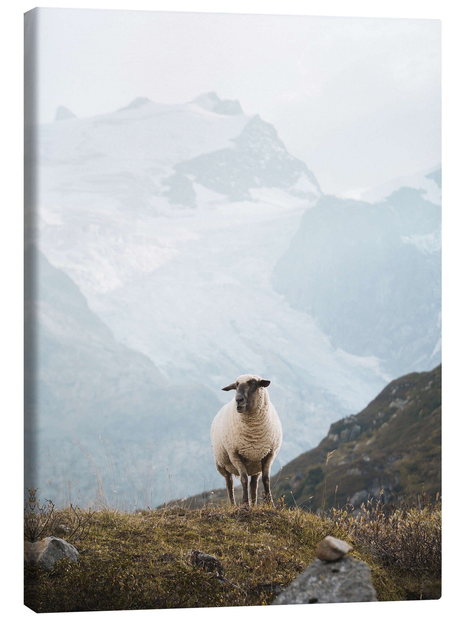 Posterlounge Leinwandbild Lukas Saalfrank Schaf In Den Schweizer Alpen