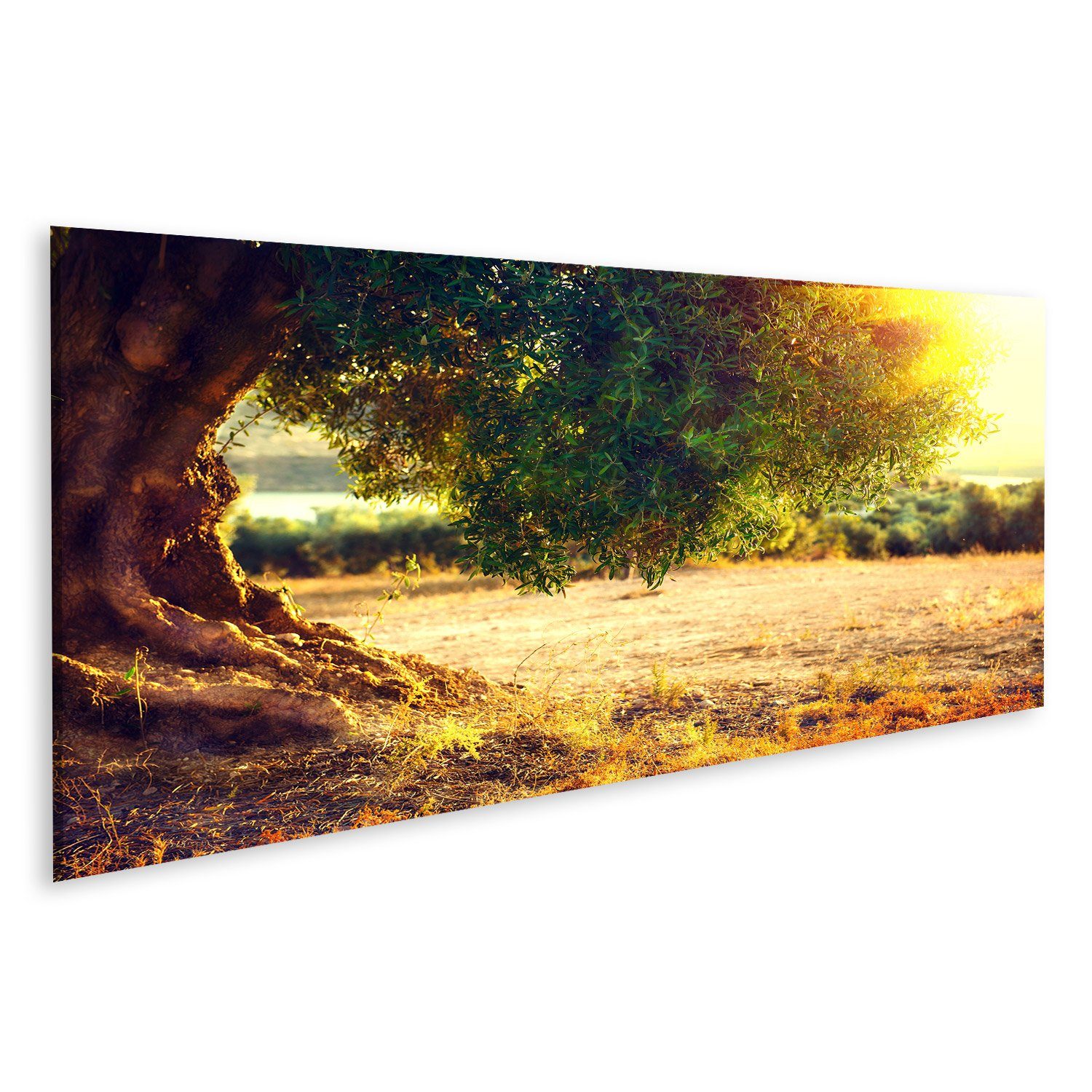 islandburner Leinwandbild »Bild auf Leinwand Olivenbäume Plantage Olivenbäume Sonnenuntergang ...