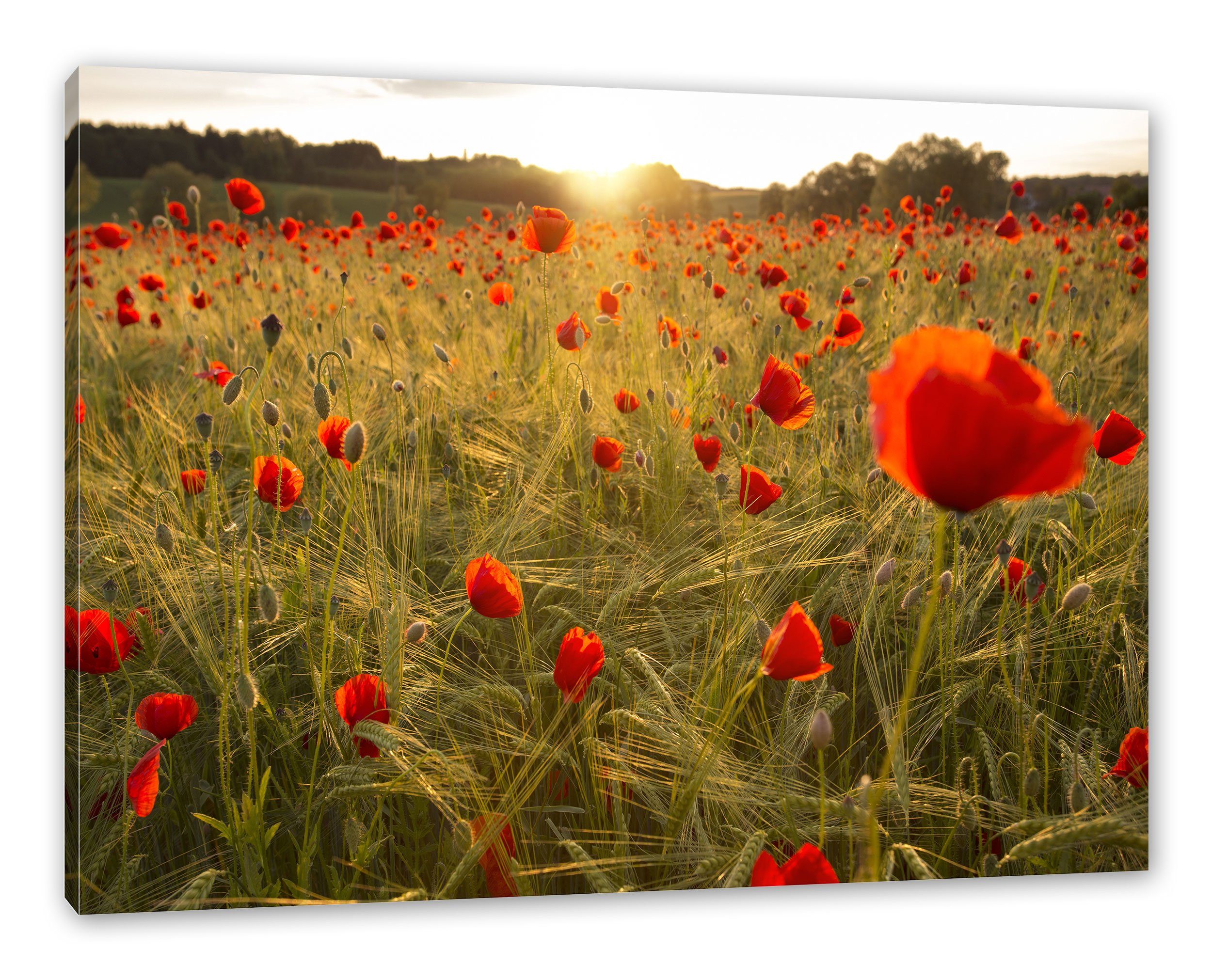 Pixxprint Leinwandbild Mohnfeld bei Sonnenuntergang, Mohnfeld bei Sonnenuntergang (1 St ...