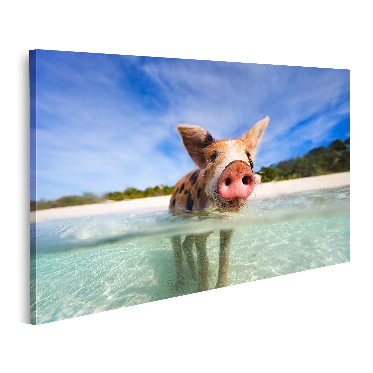 islandburner Leinwandbild Bild auf Leinwand Kleines Schweinchen Wasser Strand Exuma Bahamas ...