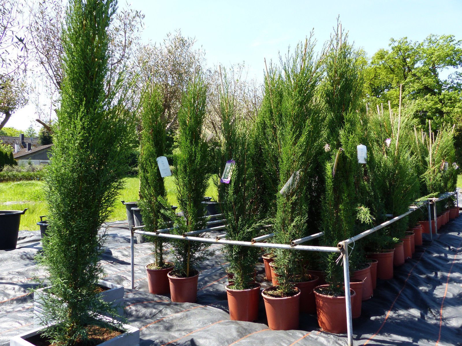 gruenwaren jakubik Baum 1x Mittelmeerzypresse 140-160 cm Toskana ...