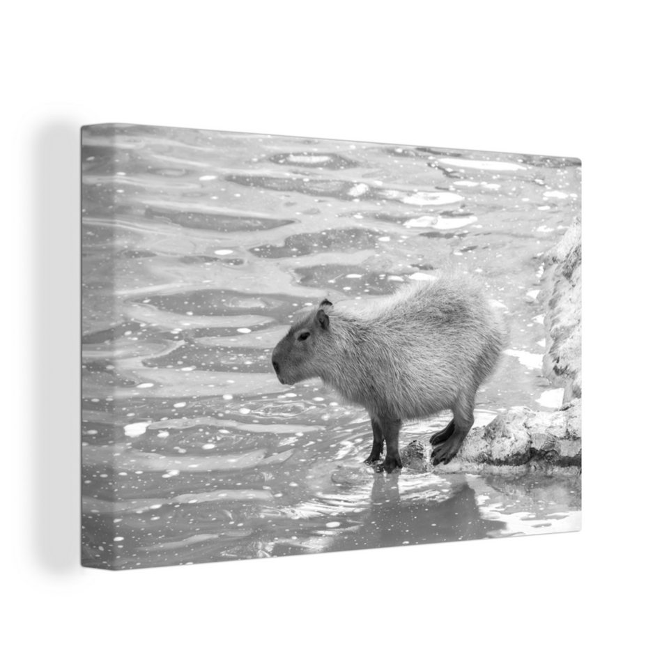 Onemillioncanvasses® Leinwandbild Ein Capybara Steht Am Wasser Im
