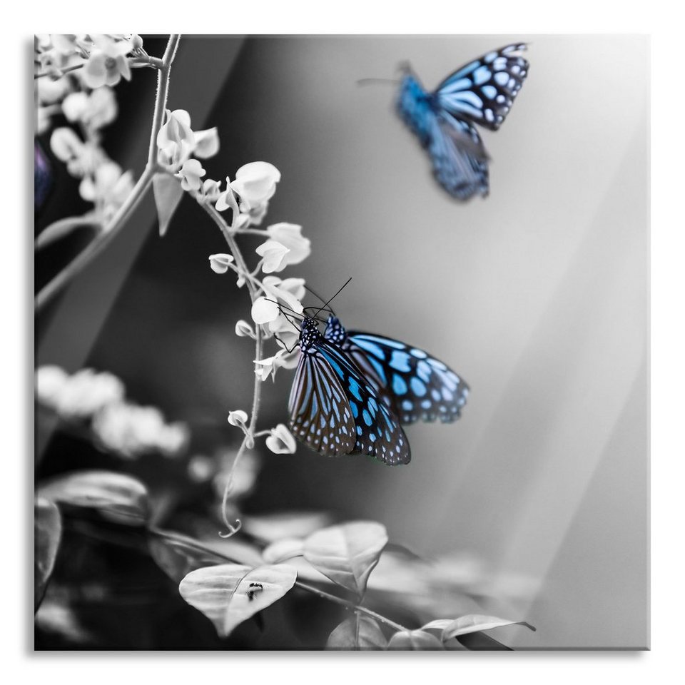 Pixxprint Glasbild Schmetterlinge Auf Blumen Schmetterlinge Auf Blumen