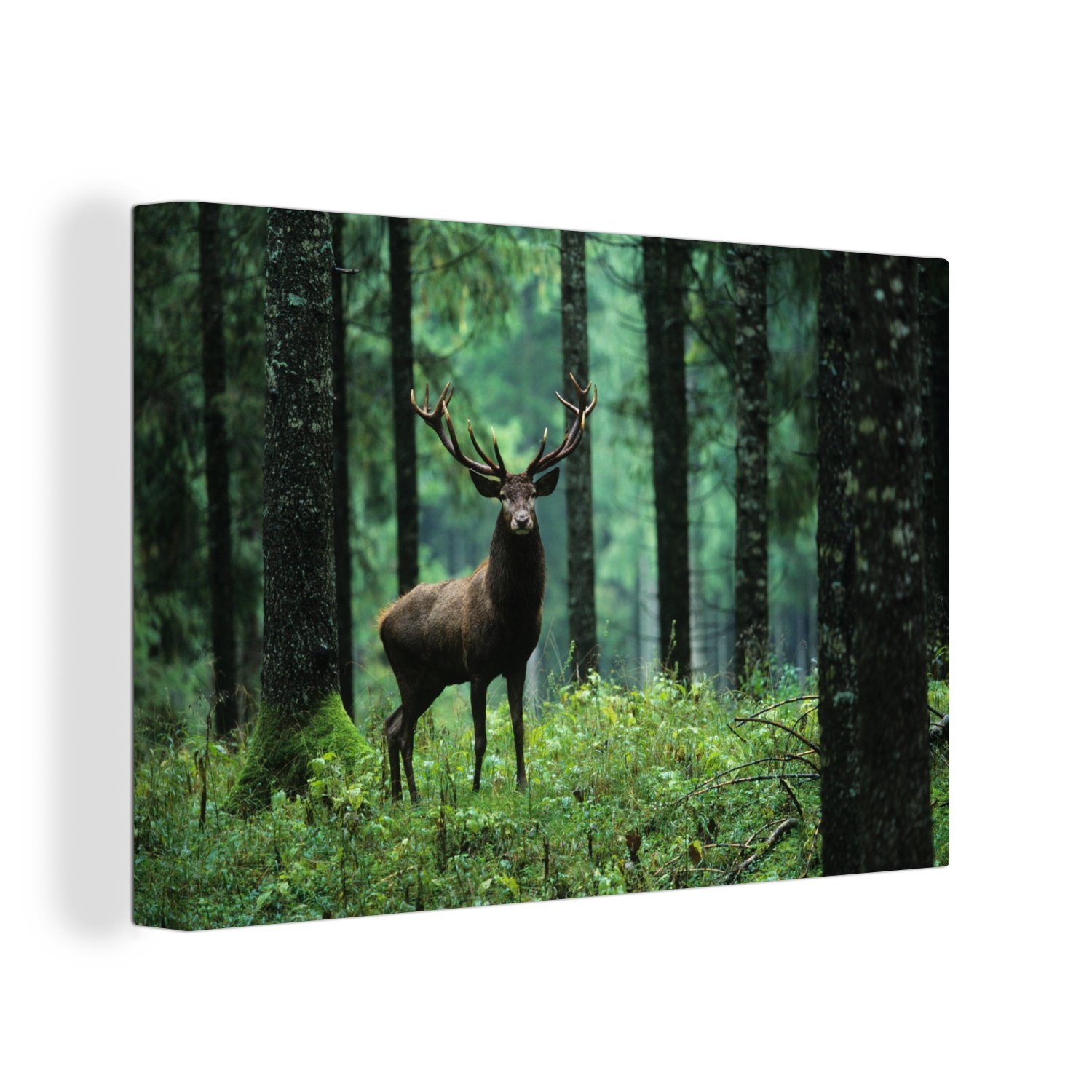 Onemillioncanvasses® Leinwandbild Hirsche Wald Bäume Tiere