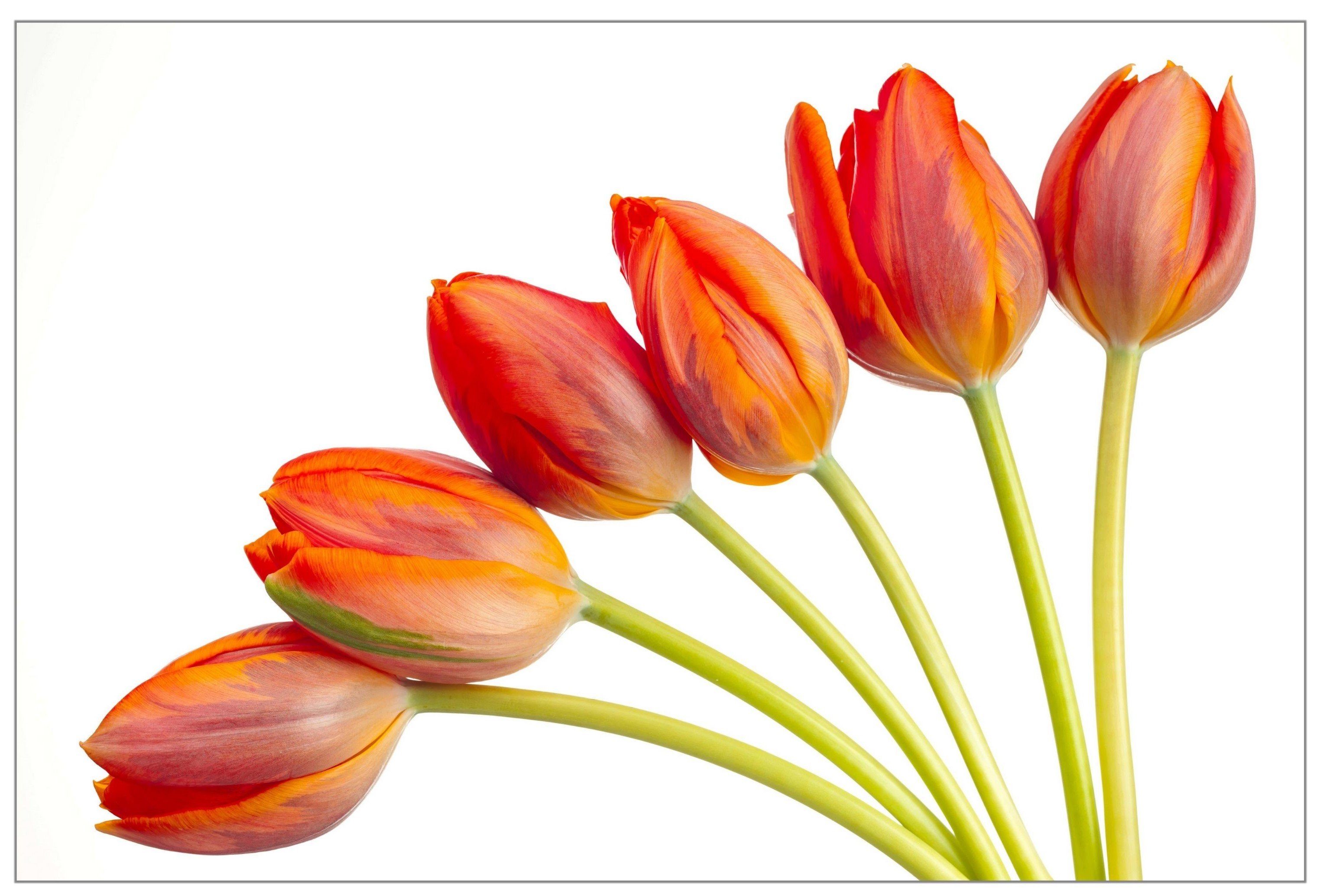 Victor Zenith Leinwandbild Leinwandbild Rote Tulpen Größe 30