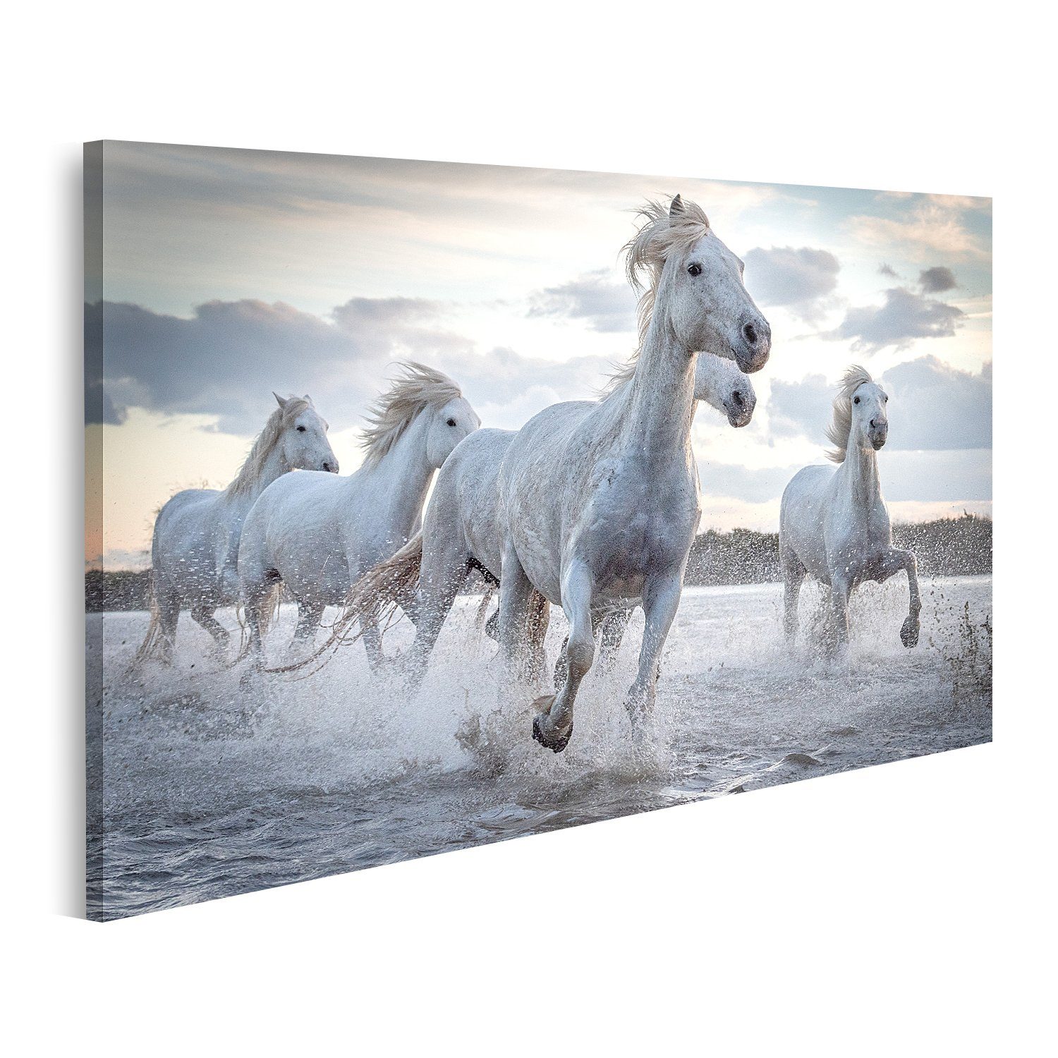 islandburner Leinwandbild Bild auf Leinwand Weiße Pferde Camargue Frankreich Herde Im Wasser ...