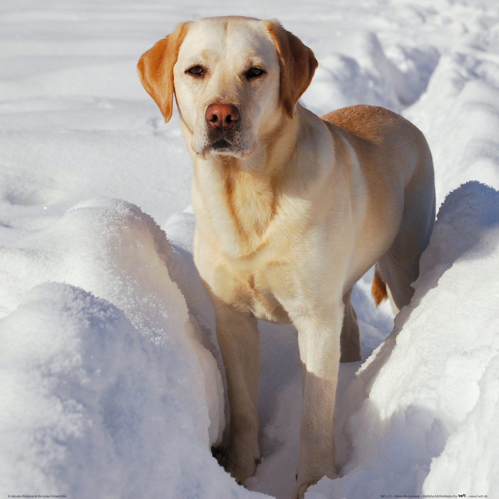 Labrador Poster online kaufen » Labrador Prints | OTTO